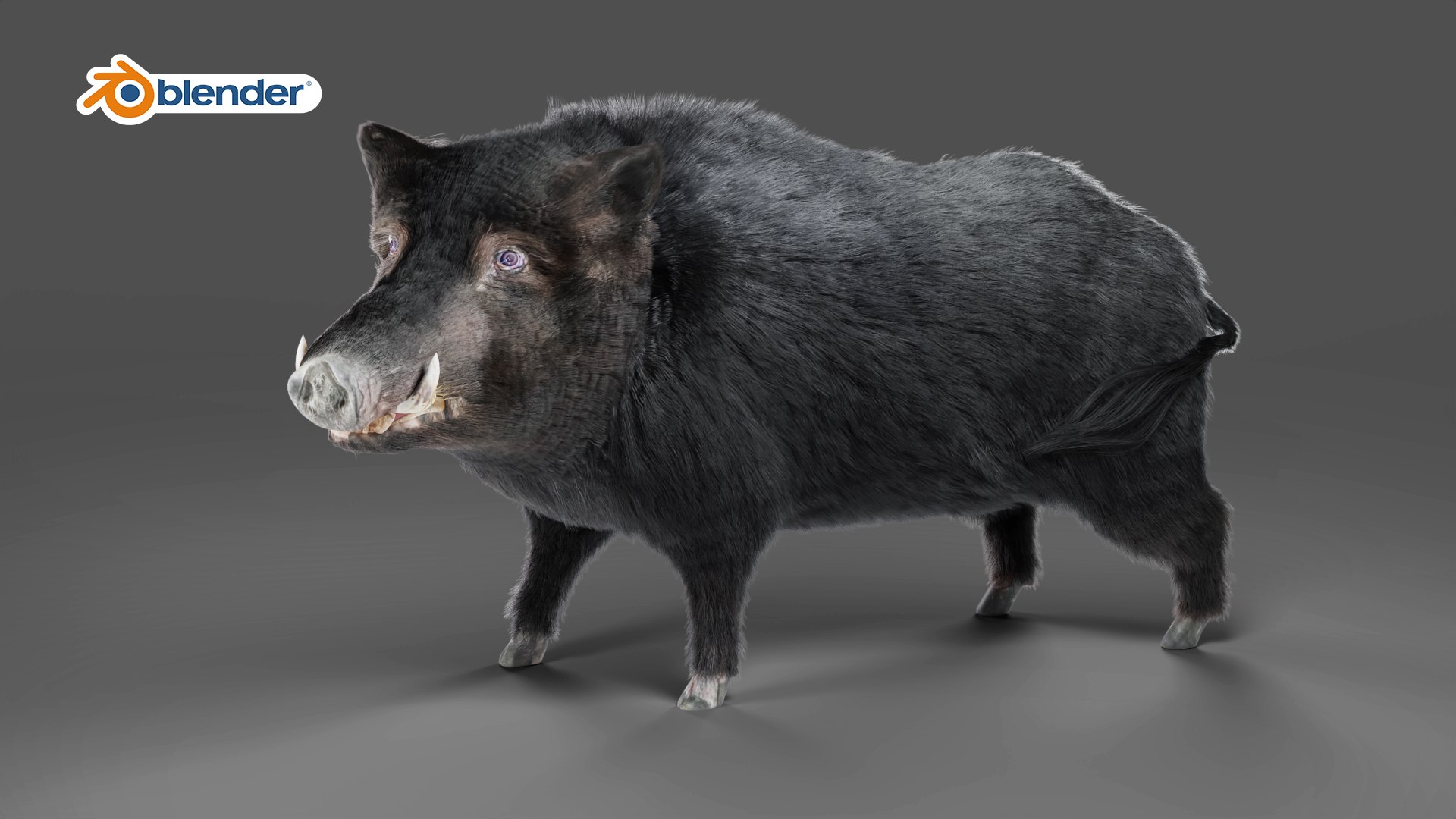 Fur Black Wild Boar Rigged And Animation 3D Model - TurboSquid 1990644