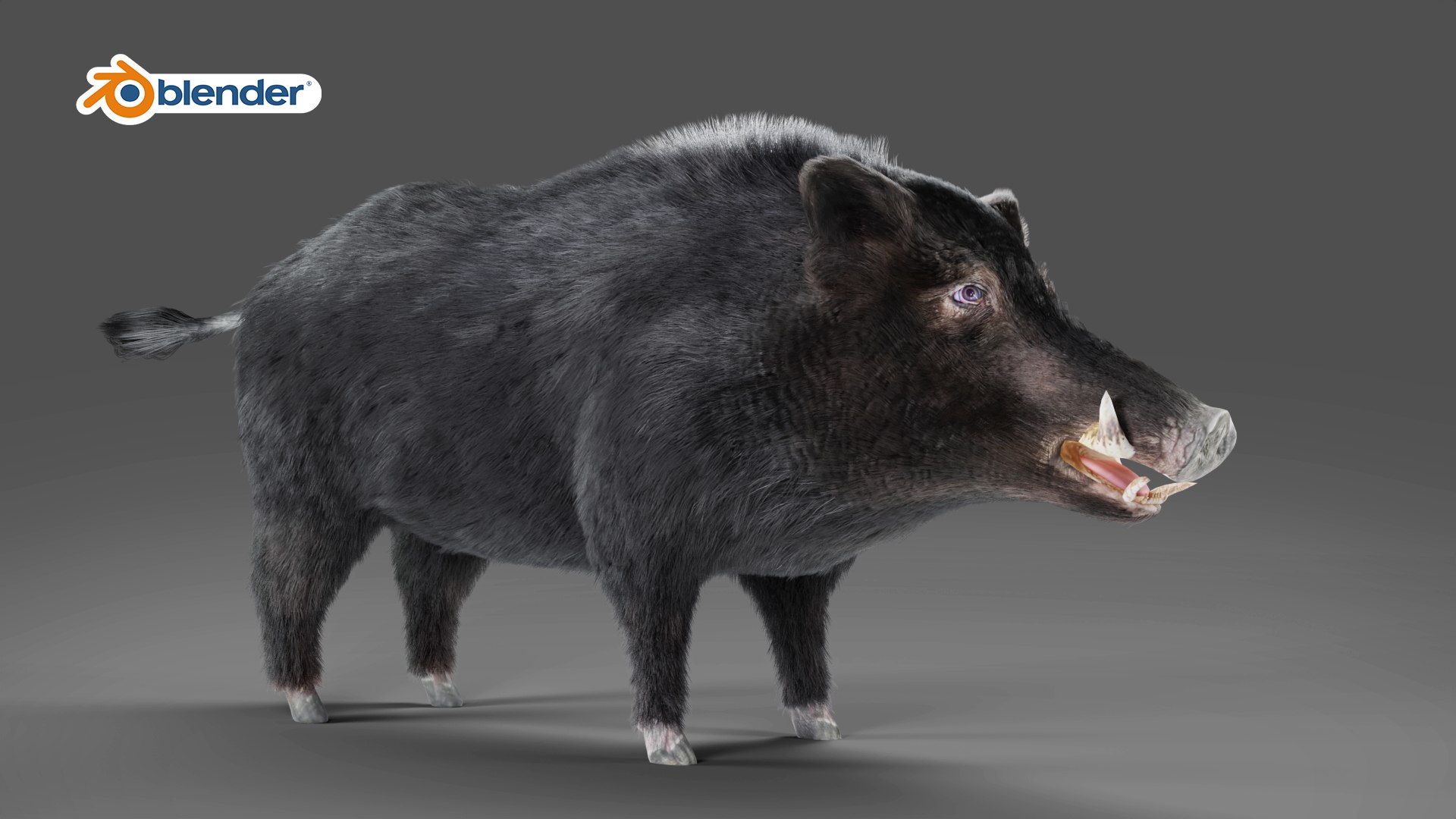 Fur Black Wild Boar Rigged And Animation 3D Model - TurboSquid 1990644