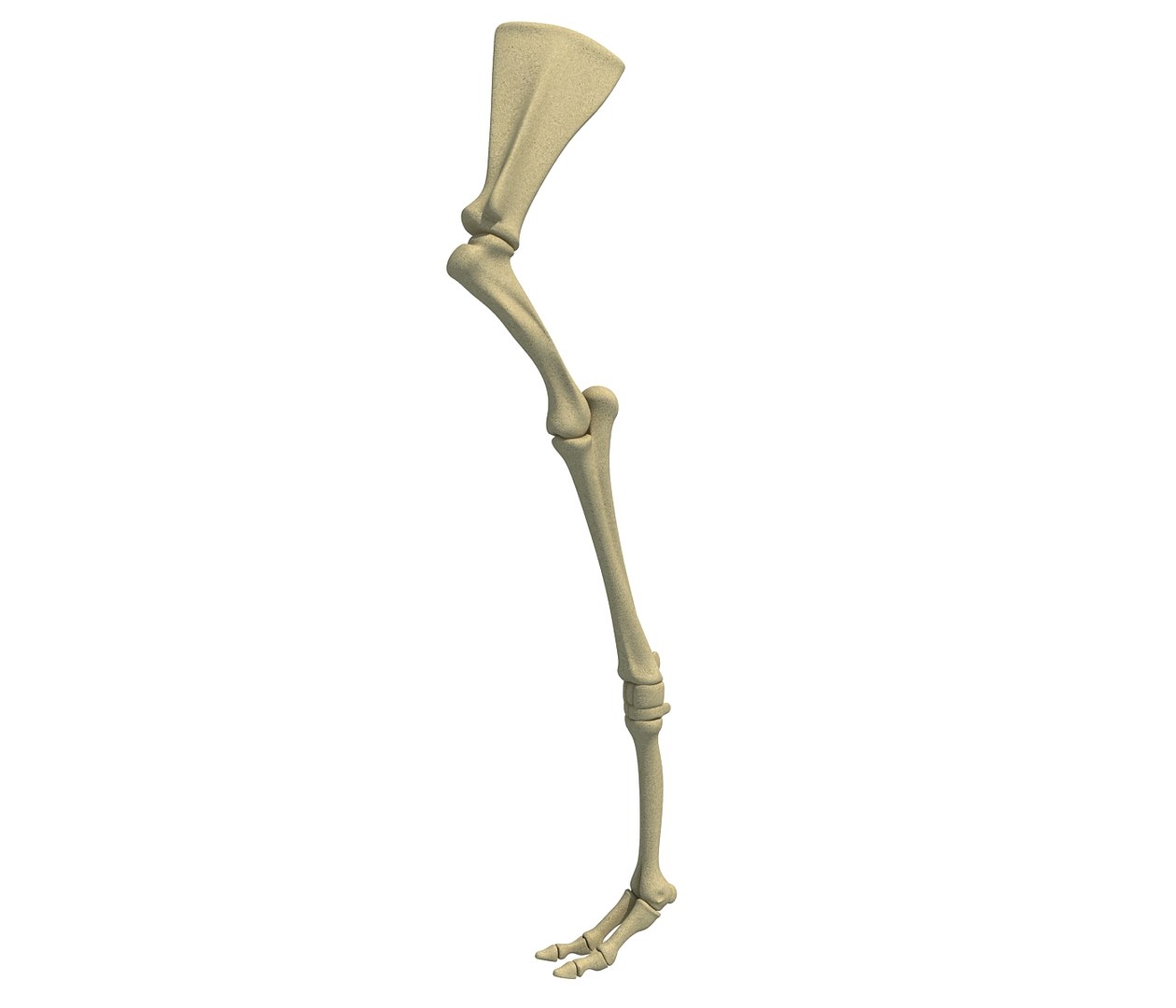 Animal Humerus Arm 3D - TurboSquid 1177962