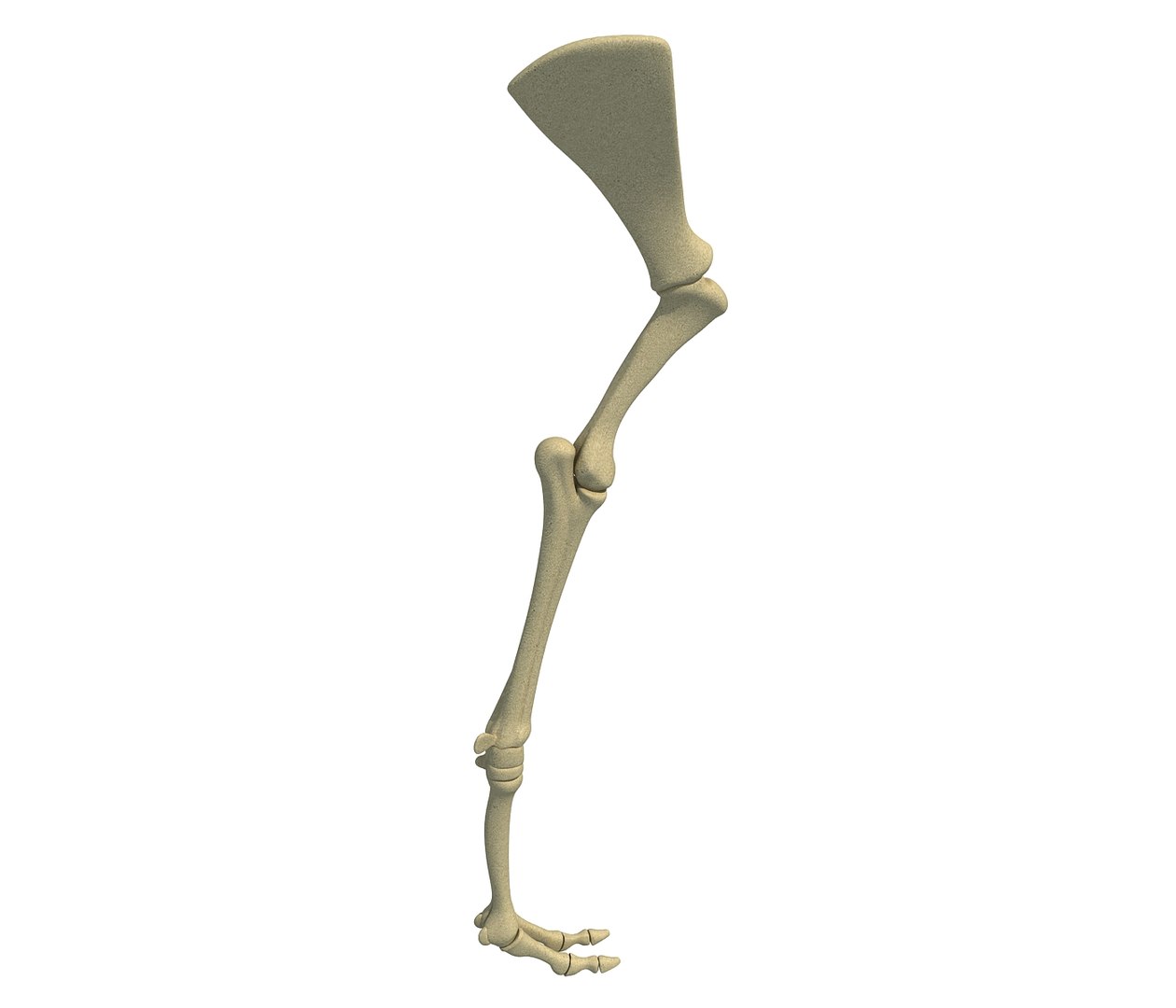 Animal Humerus Arm 3D - TurboSquid 1177962