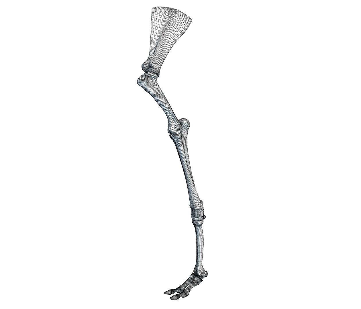 Animal Humerus Arm 3D - TurboSquid 1177962