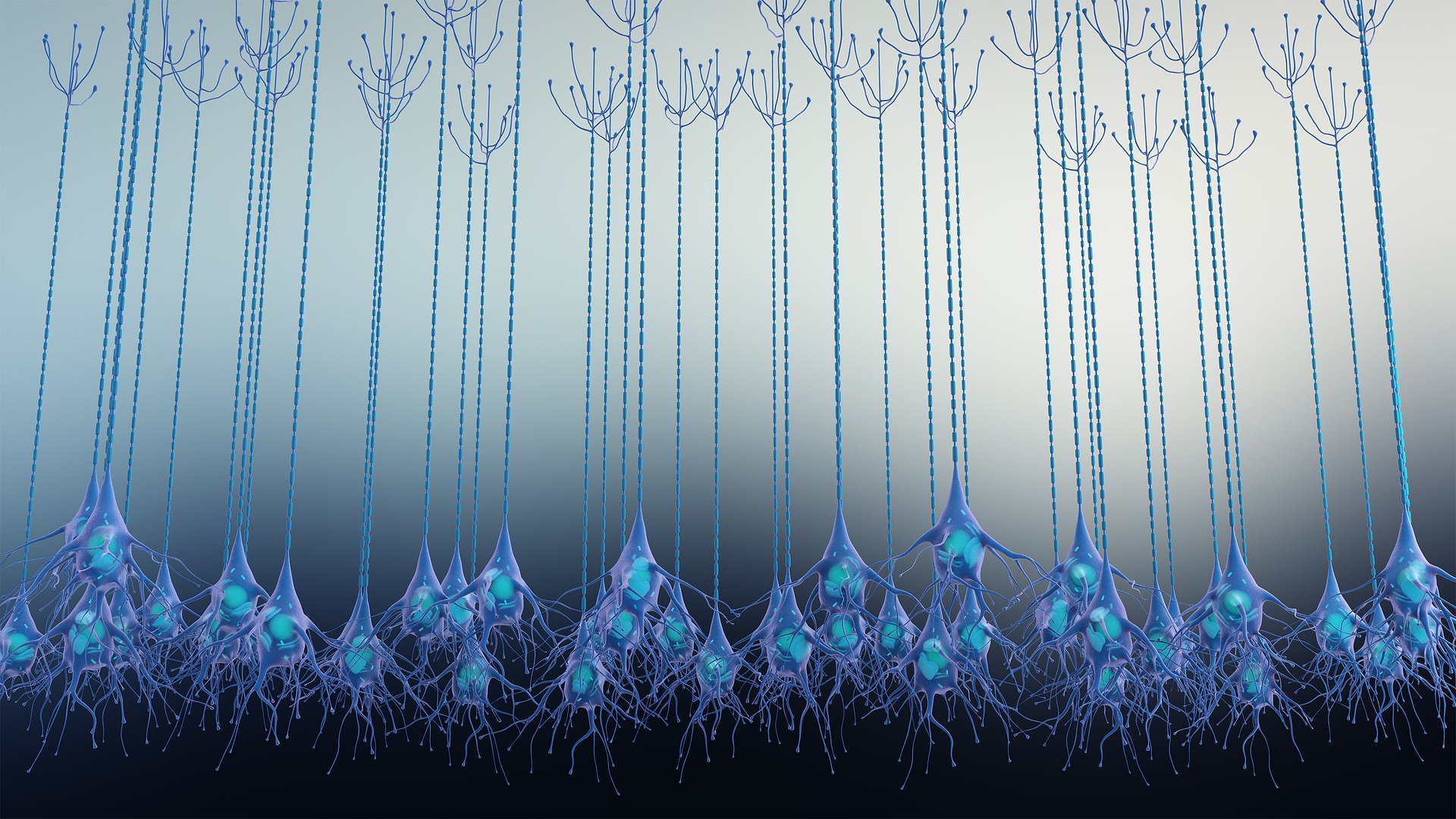 Pyramidal Cells Of Neurons 3D Model - TurboSquid 2010686