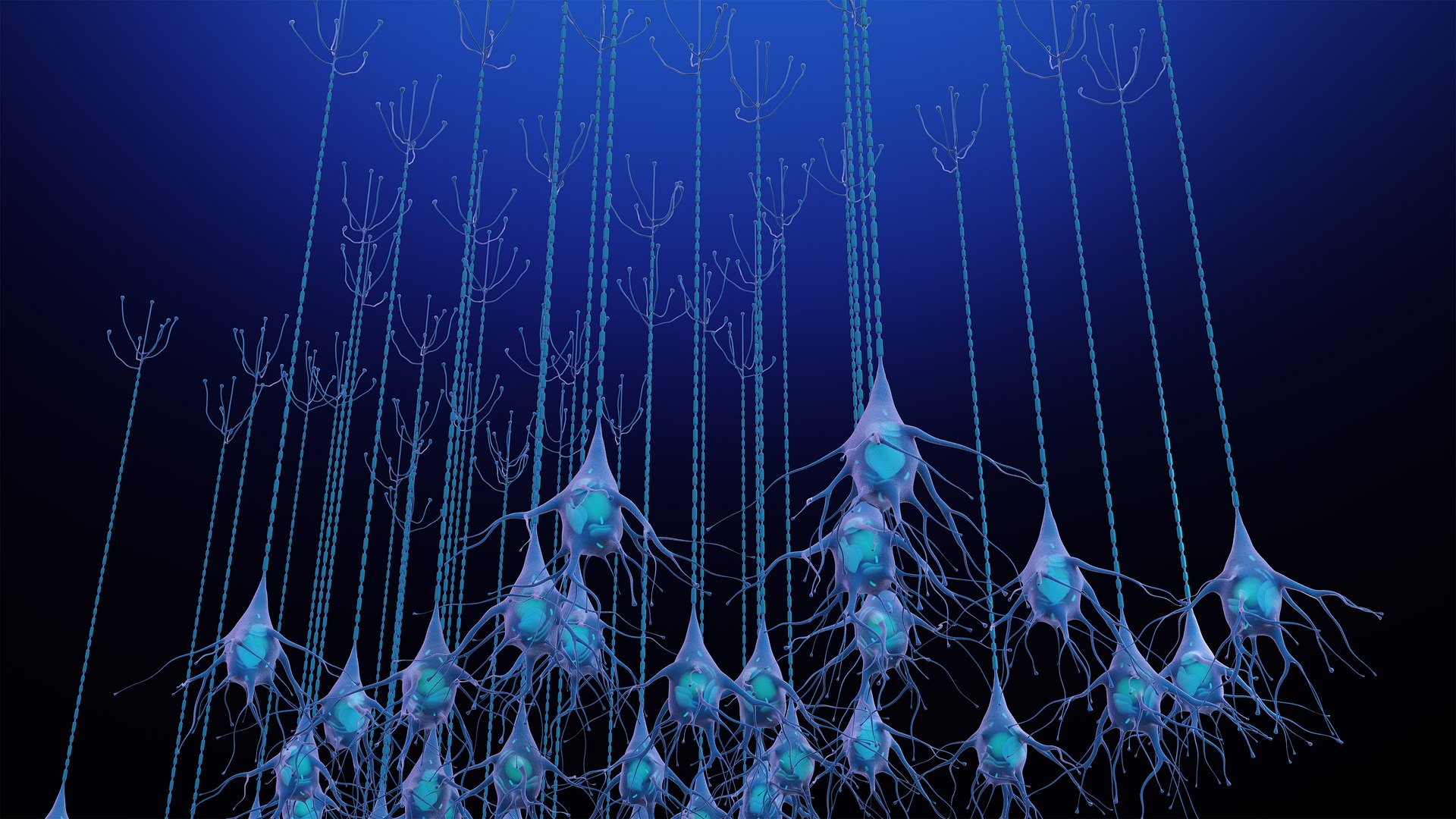 Pyramidal Cells Of Neurons 3D Model - TurboSquid 2010686