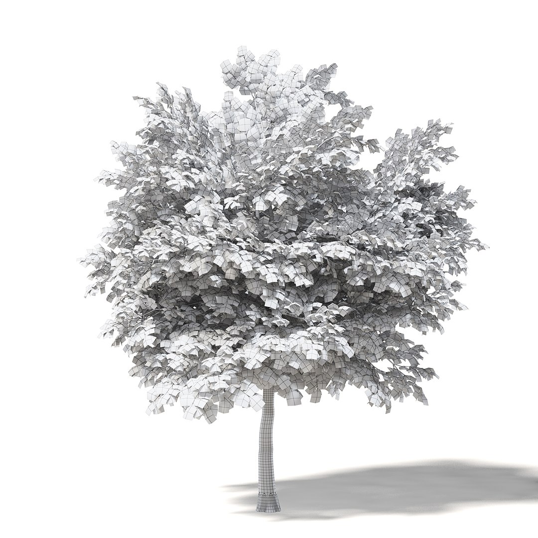3D mountain ash 6 8m model - TurboSquid 1399343