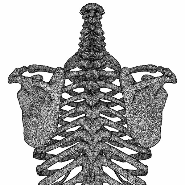 modelo 3d Anatomía del Torso Humano - TurboSquid 1213820
