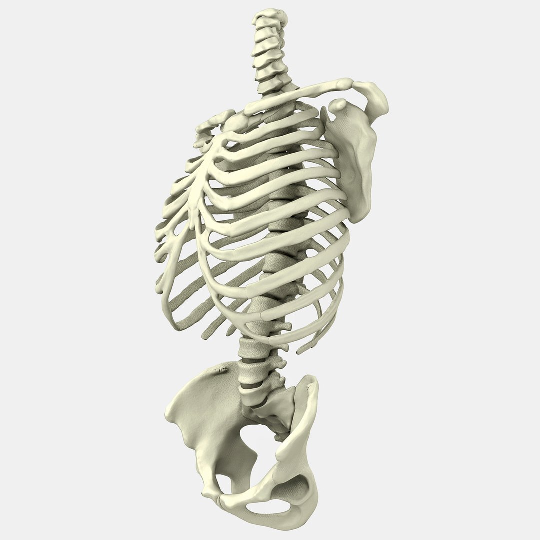 3D Human Male Torso Model - TurboSquid 1213820