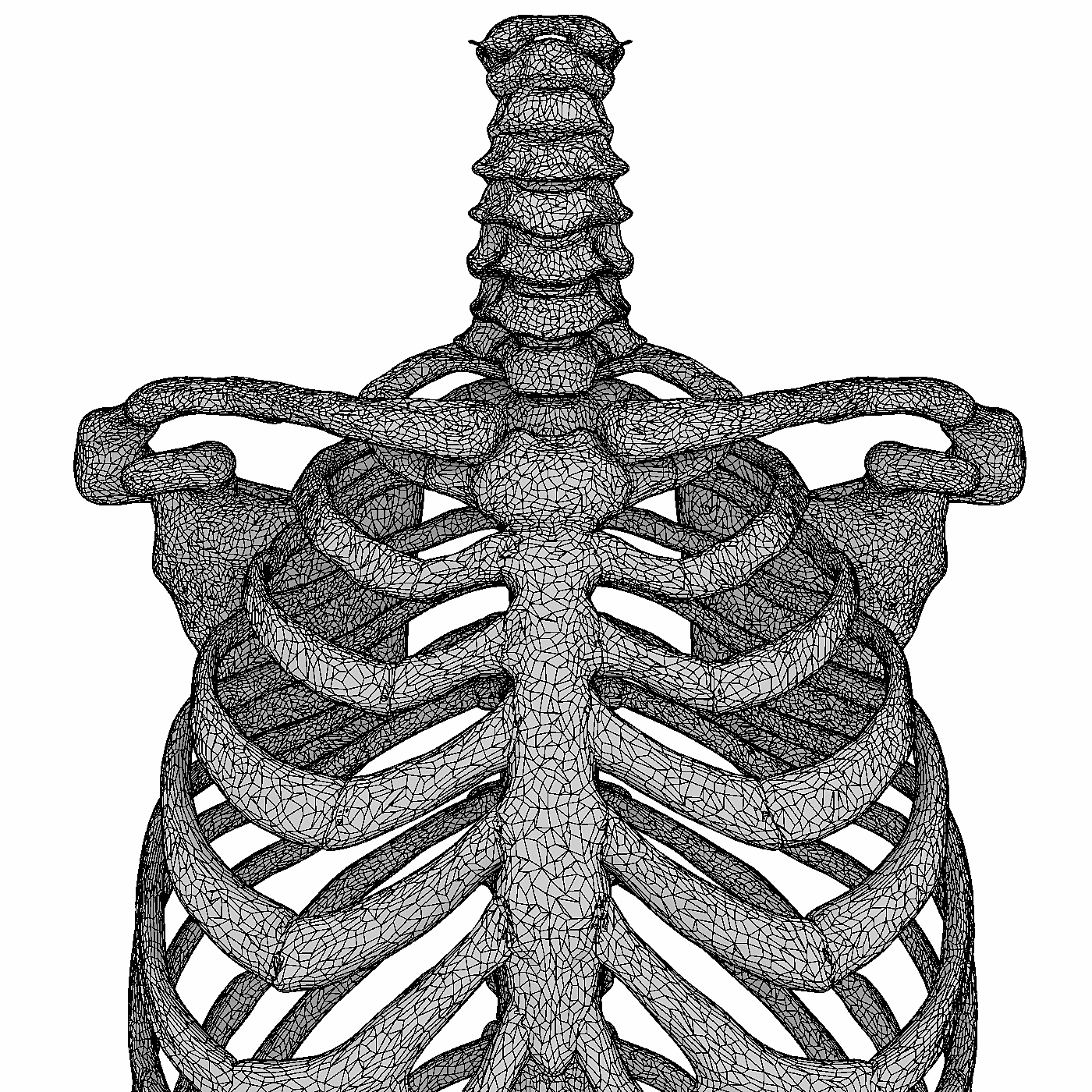 modelo 3d Anatomía del Torso Humano - TurboSquid 1213820
