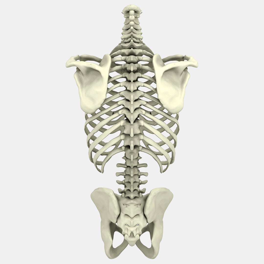 3D Human Male Torso Model - TurboSquid 1213820