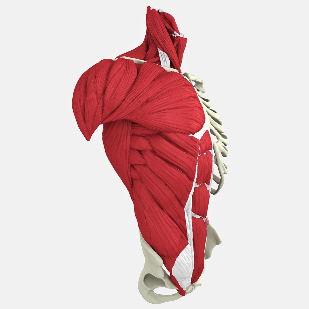3D Human Male Torso Model - TurboSquid 1213820