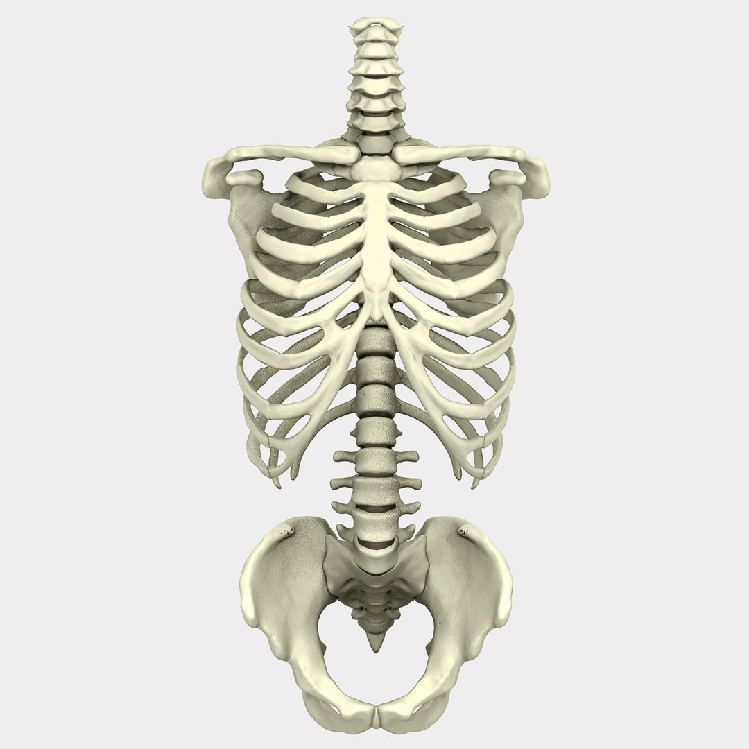 3D Human Male Torso Model - TurboSquid 1213820