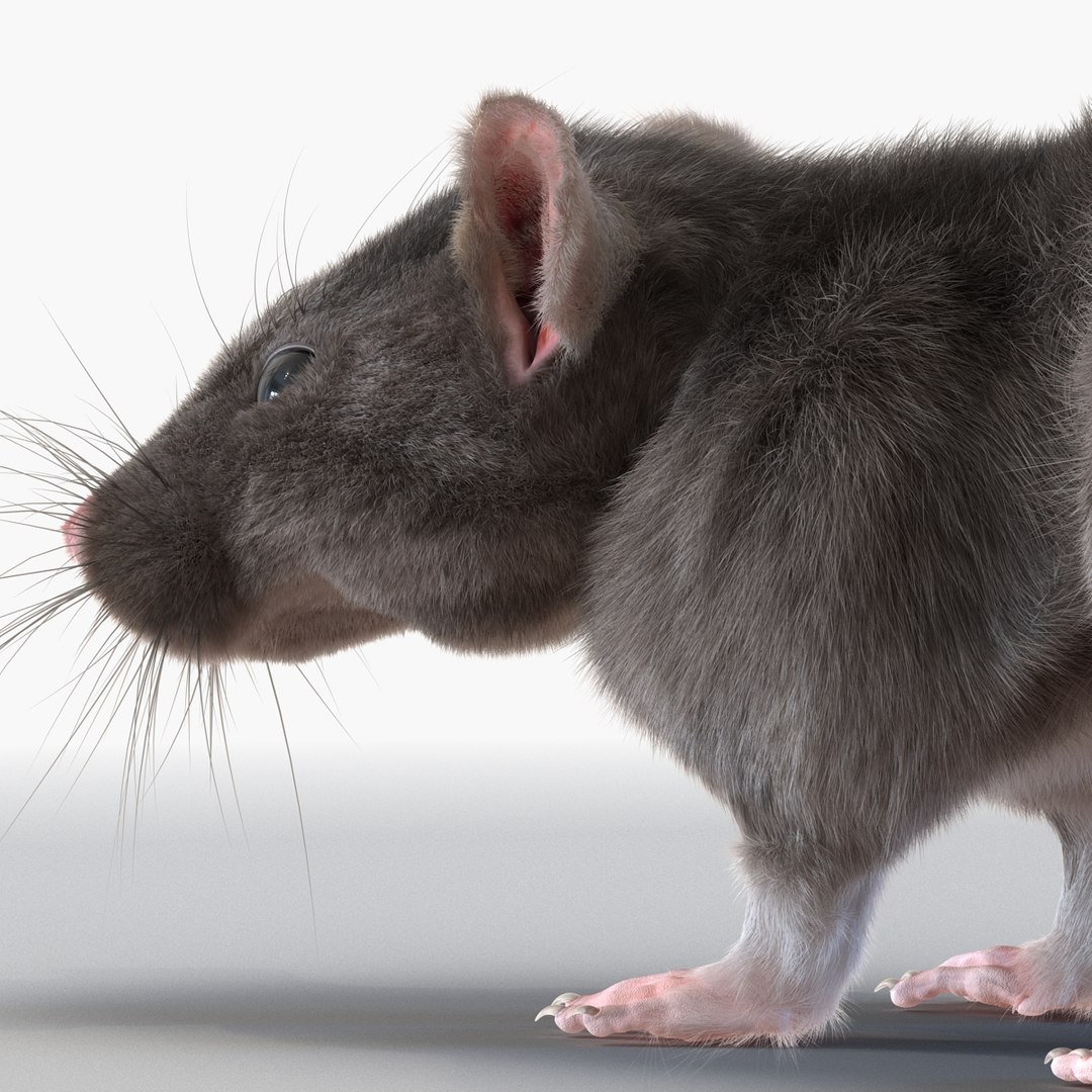Rat Pose 5 3d Model