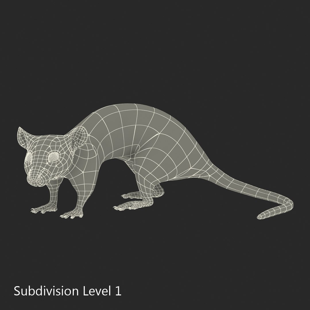 Rat Pose 5 3d Model