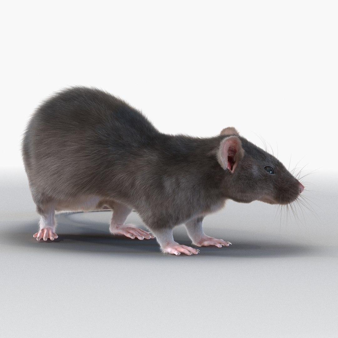 Rat Pose 5 3d Model
