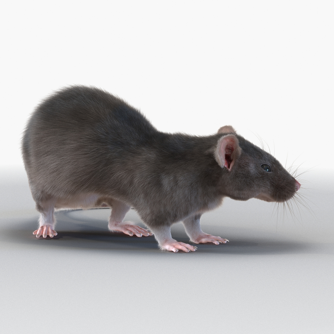 rat pose 5 3d model