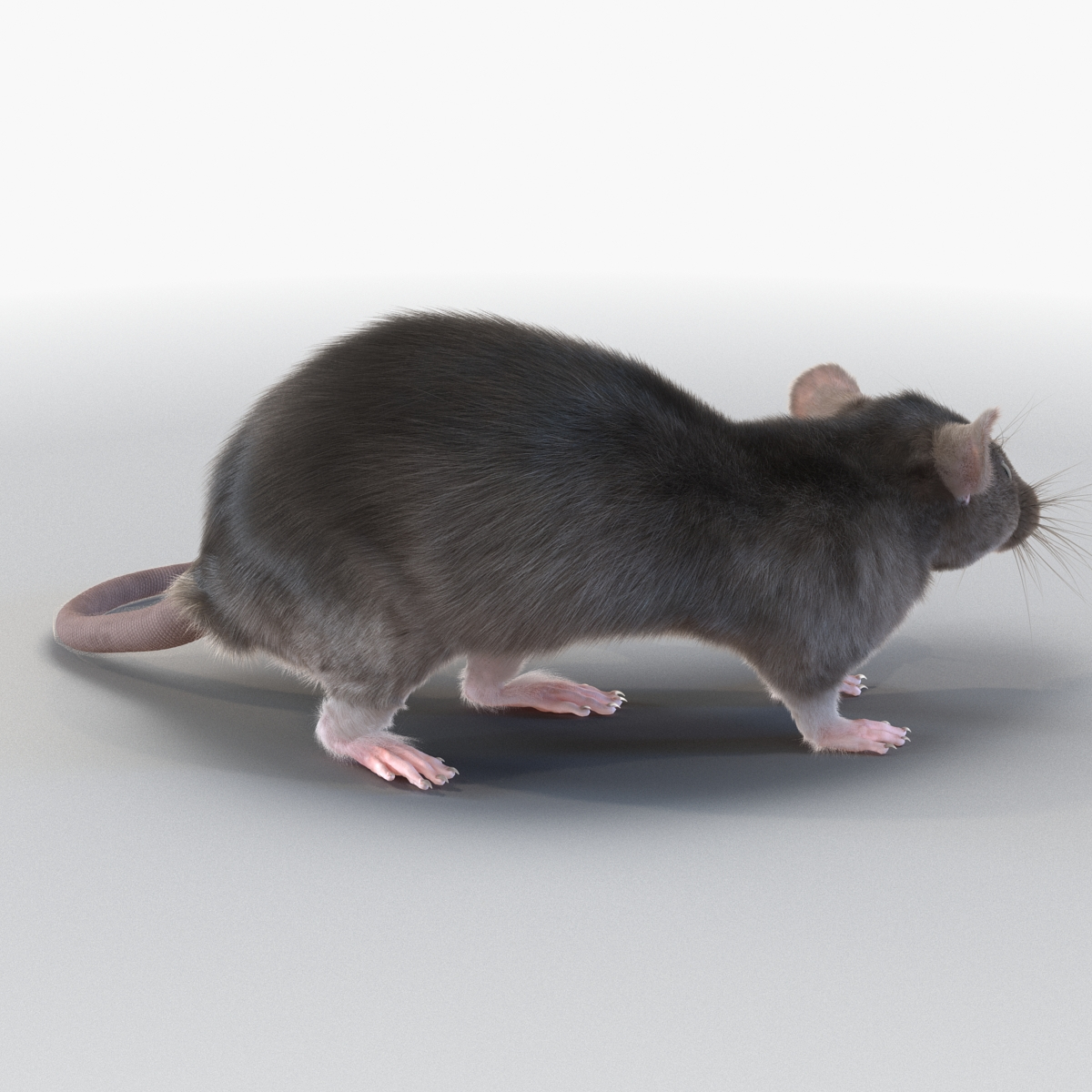 rat pose 5 3d model