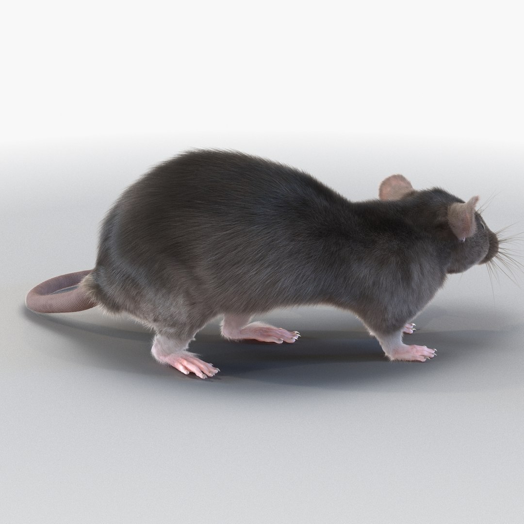 Rat Pose 5 3d Model