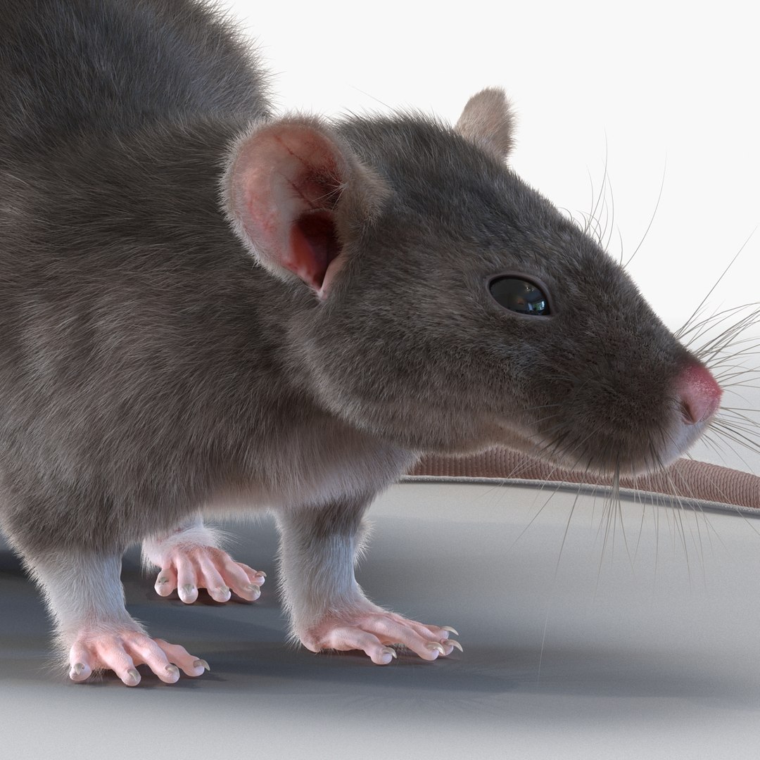 Rat Pose 5 3d Model