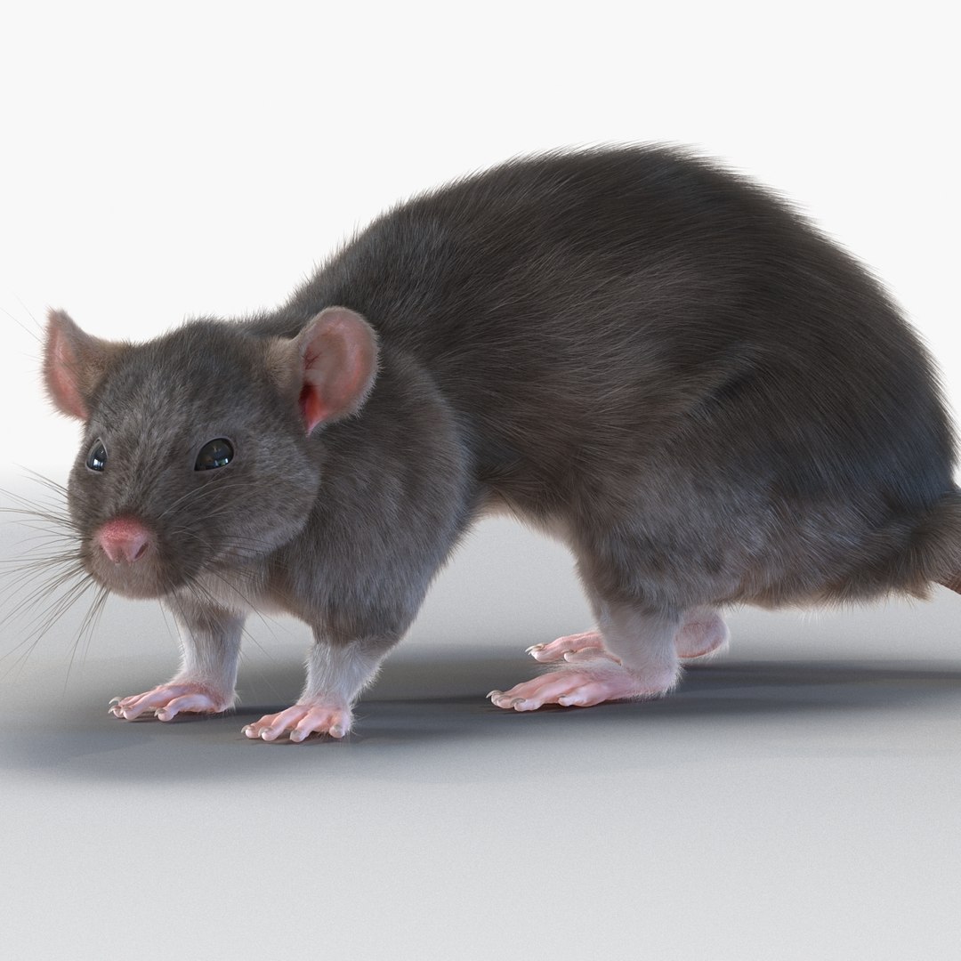 Rat Pose 5 3d Model