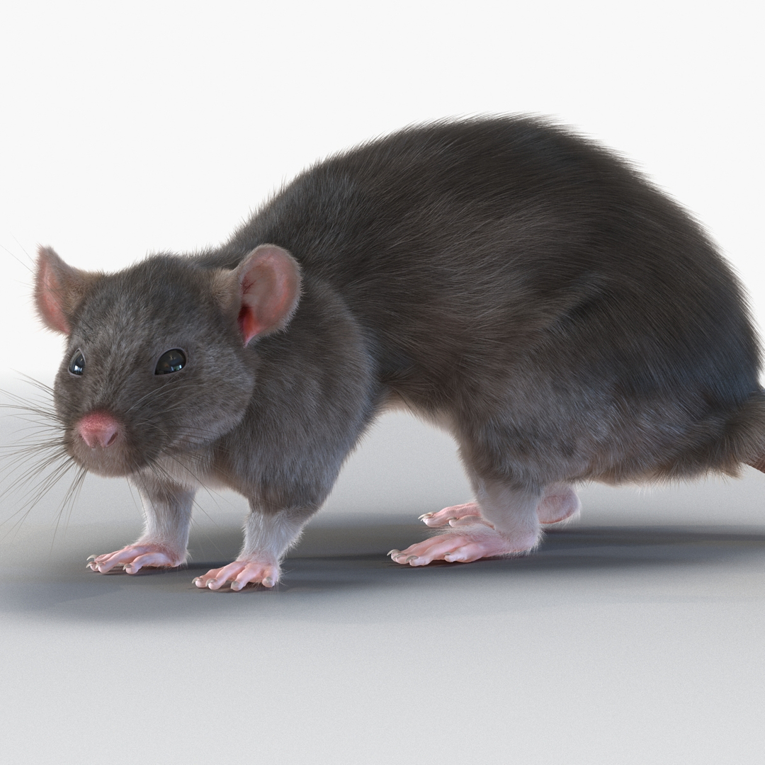 rat pose 5 3d model