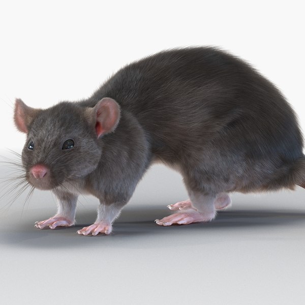 rat pose 5 3d model