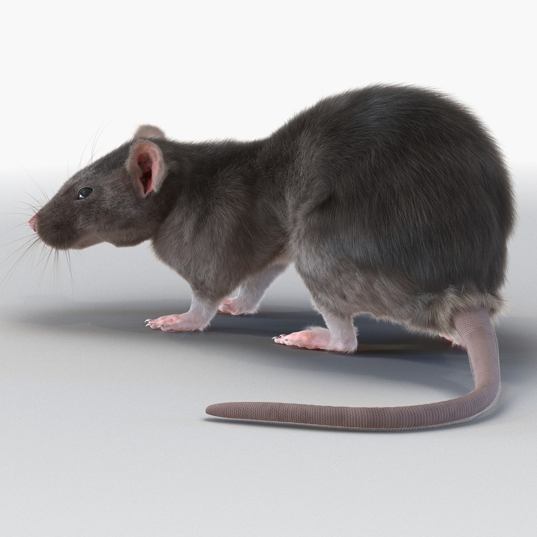 Rat Pose 5 3d Model