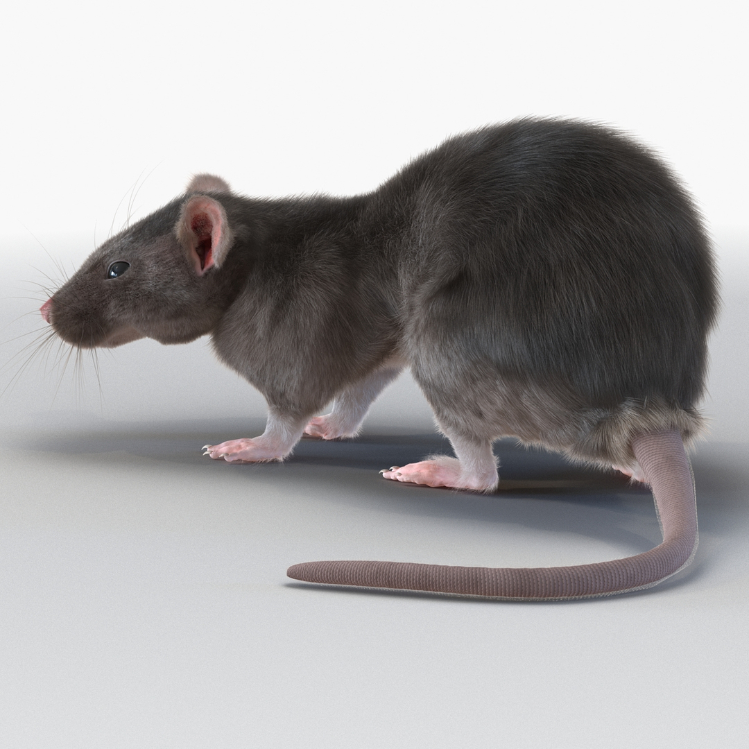 rat pose 5 3d model