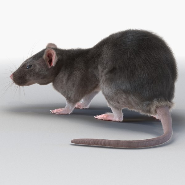 rat pose 5 3d model