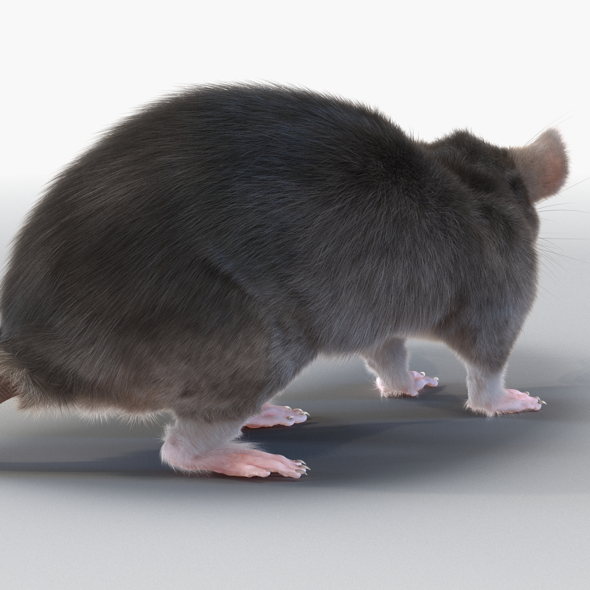 rat pose 5 3d model