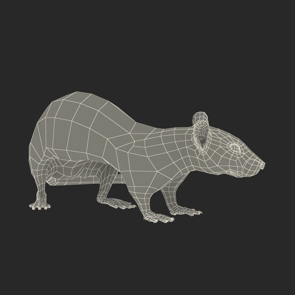 rat pose 5 3d model