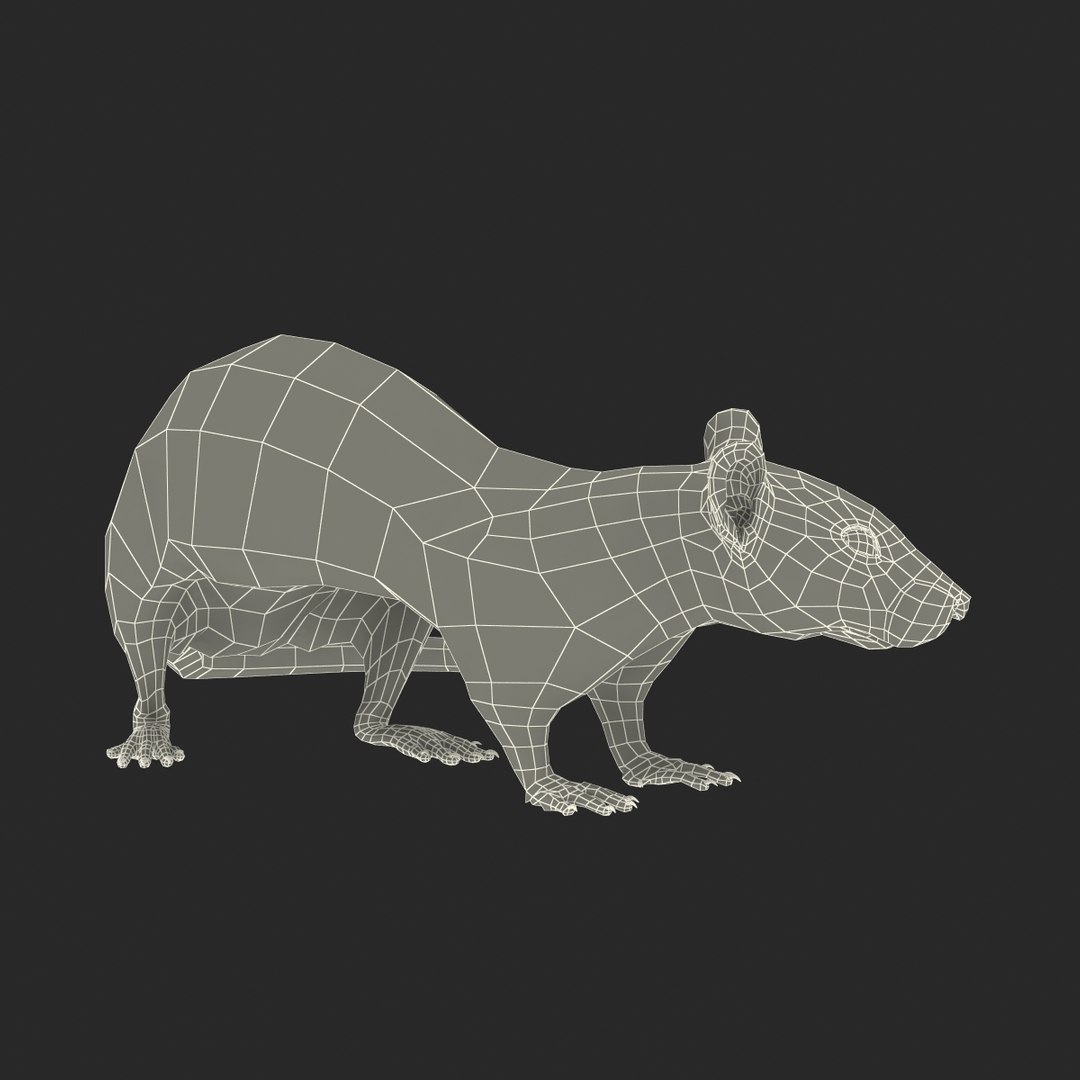 Rat Pose 5 3d Model