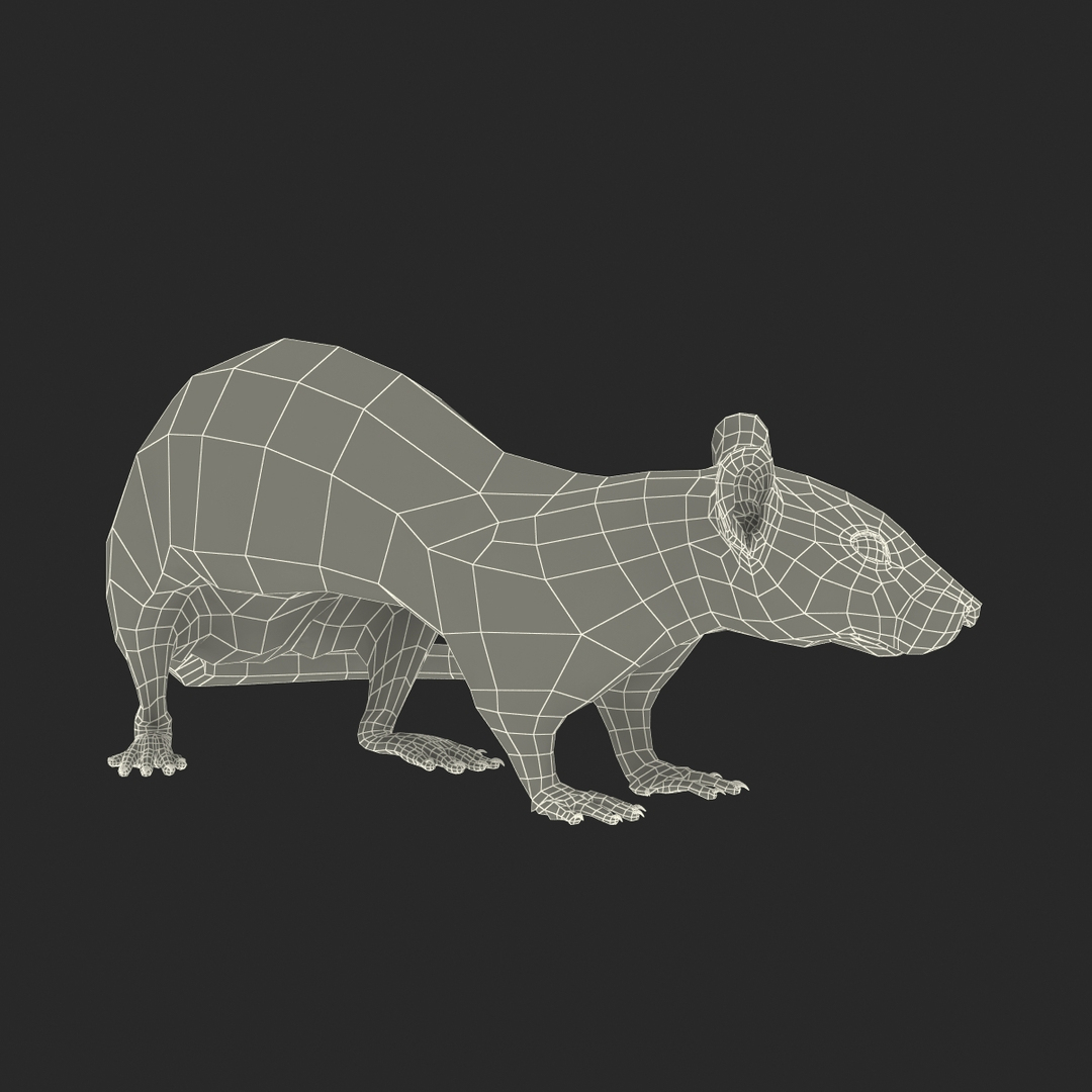 rat pose 5 3d model