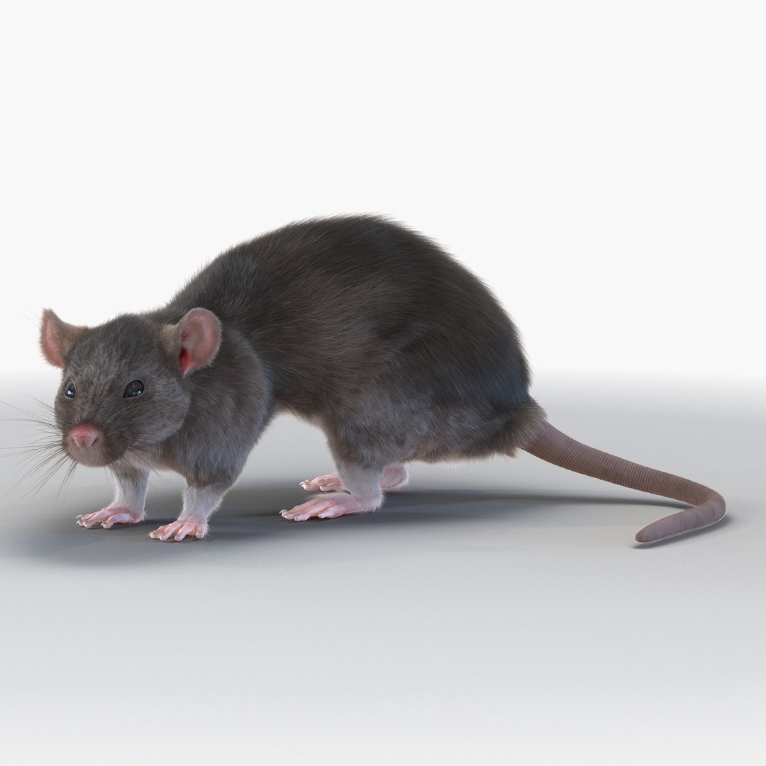 rat pose 5 3d model