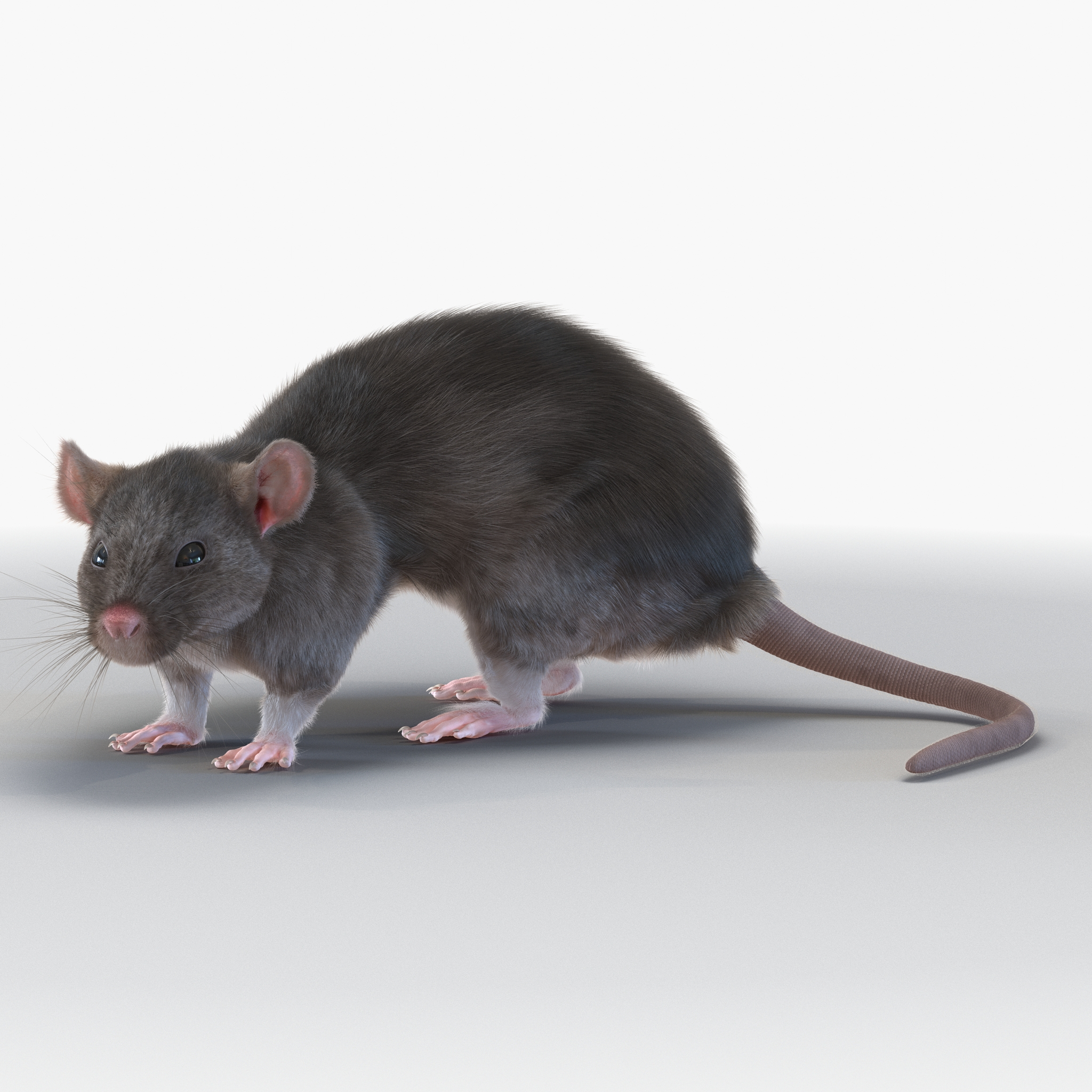 rat pose 5 3d model