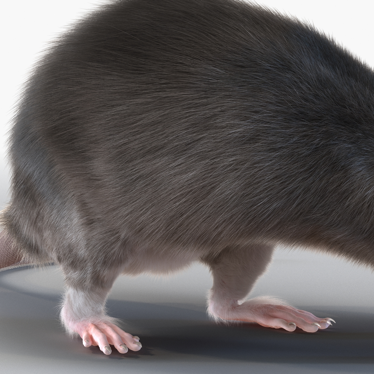 rat pose 5 3d model