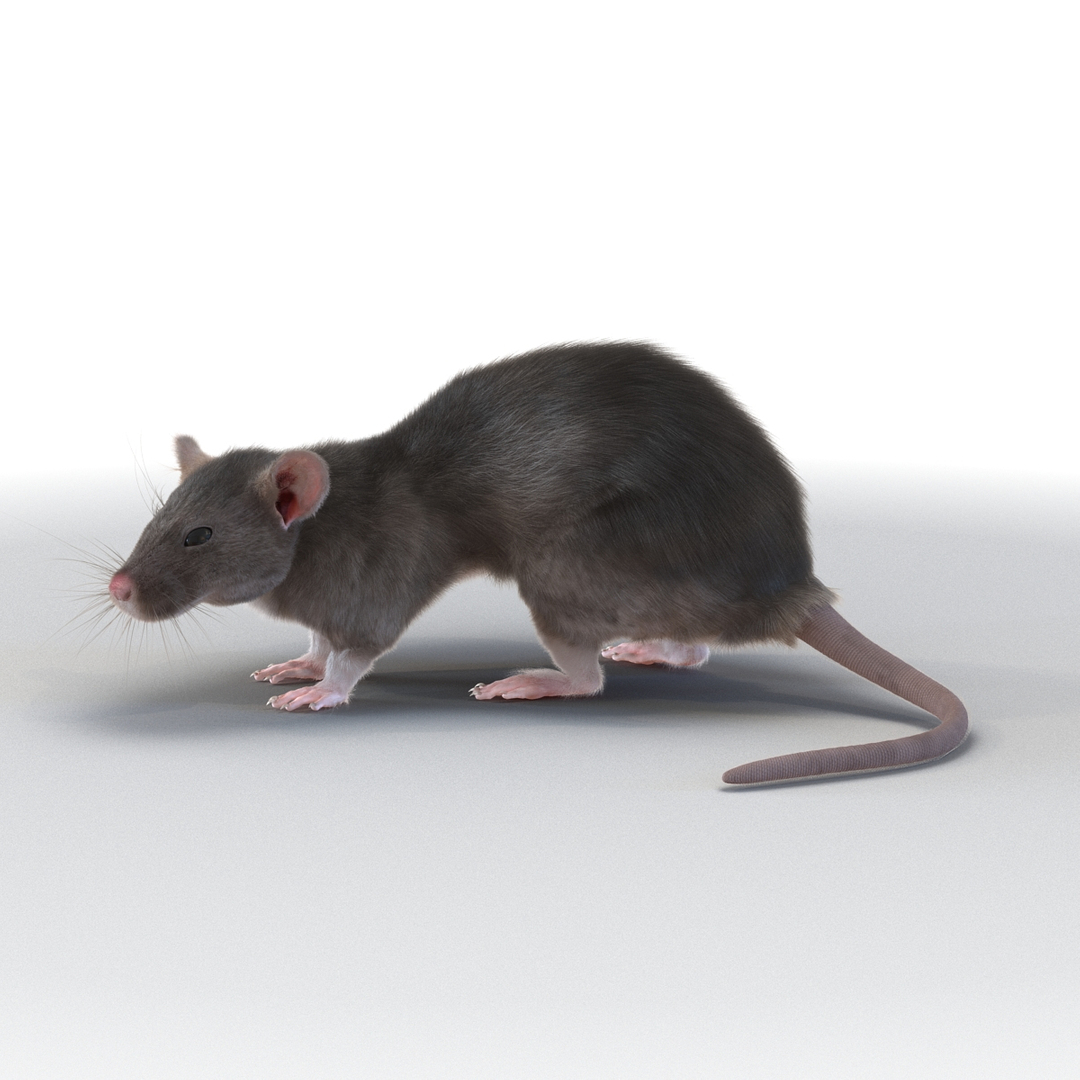 Rat Pose 5 3d Model