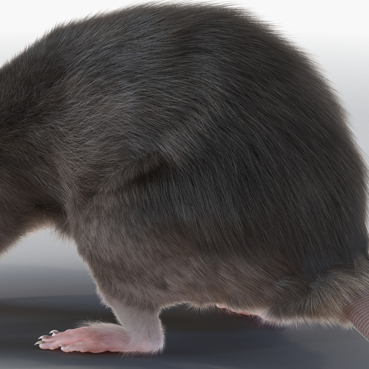 rat pose 5 3d model