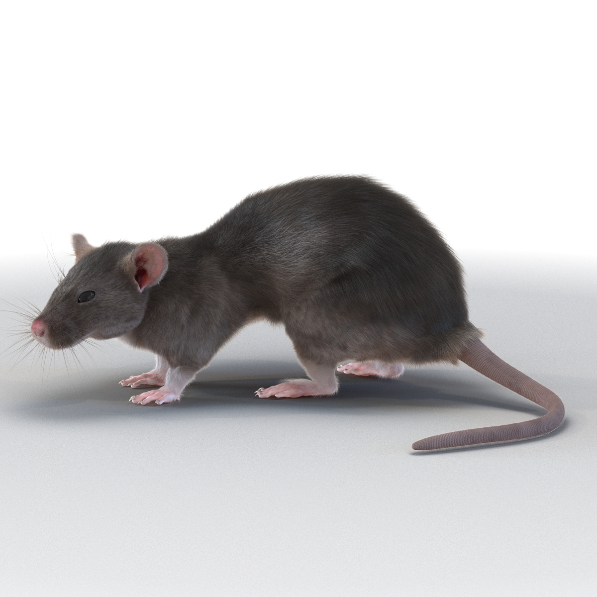 rat pose 5 3d model