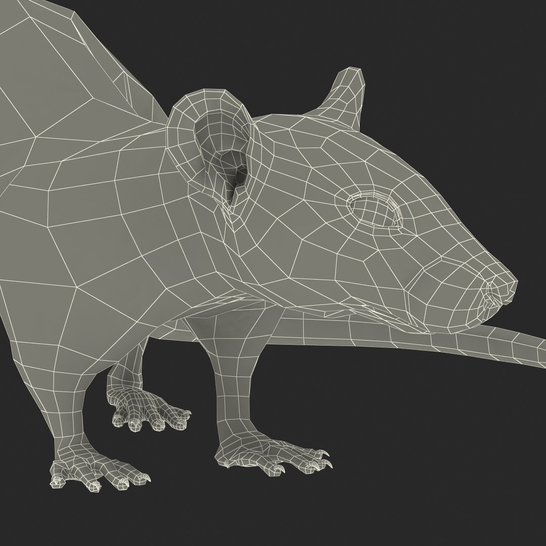 Rat Pose 5 3d Model