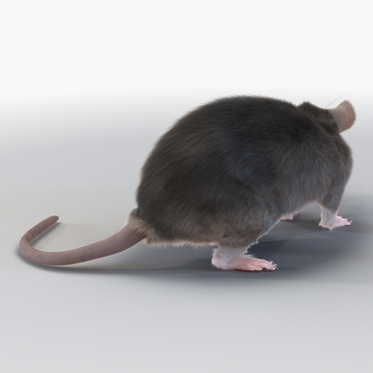 rat pose 5 3d model