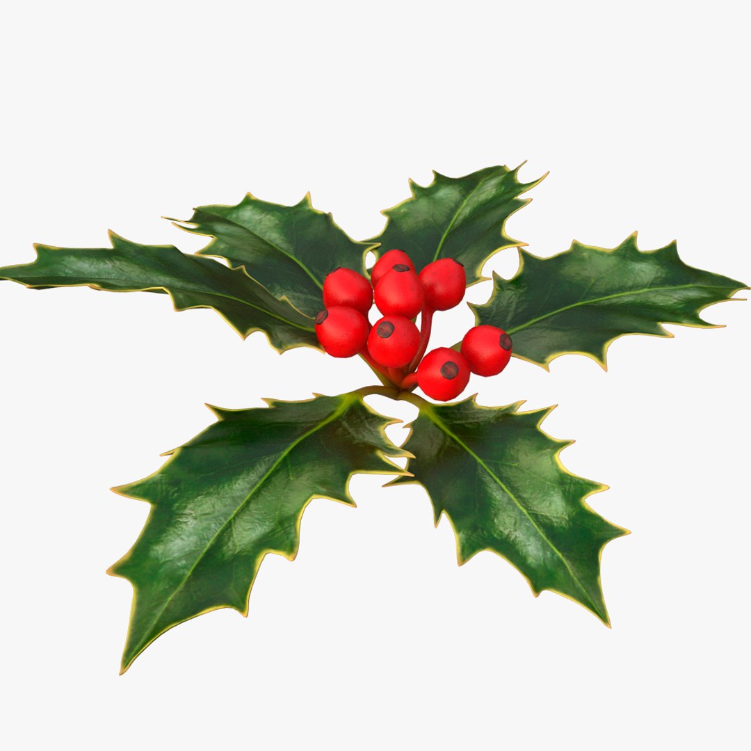 holly branch 3d max