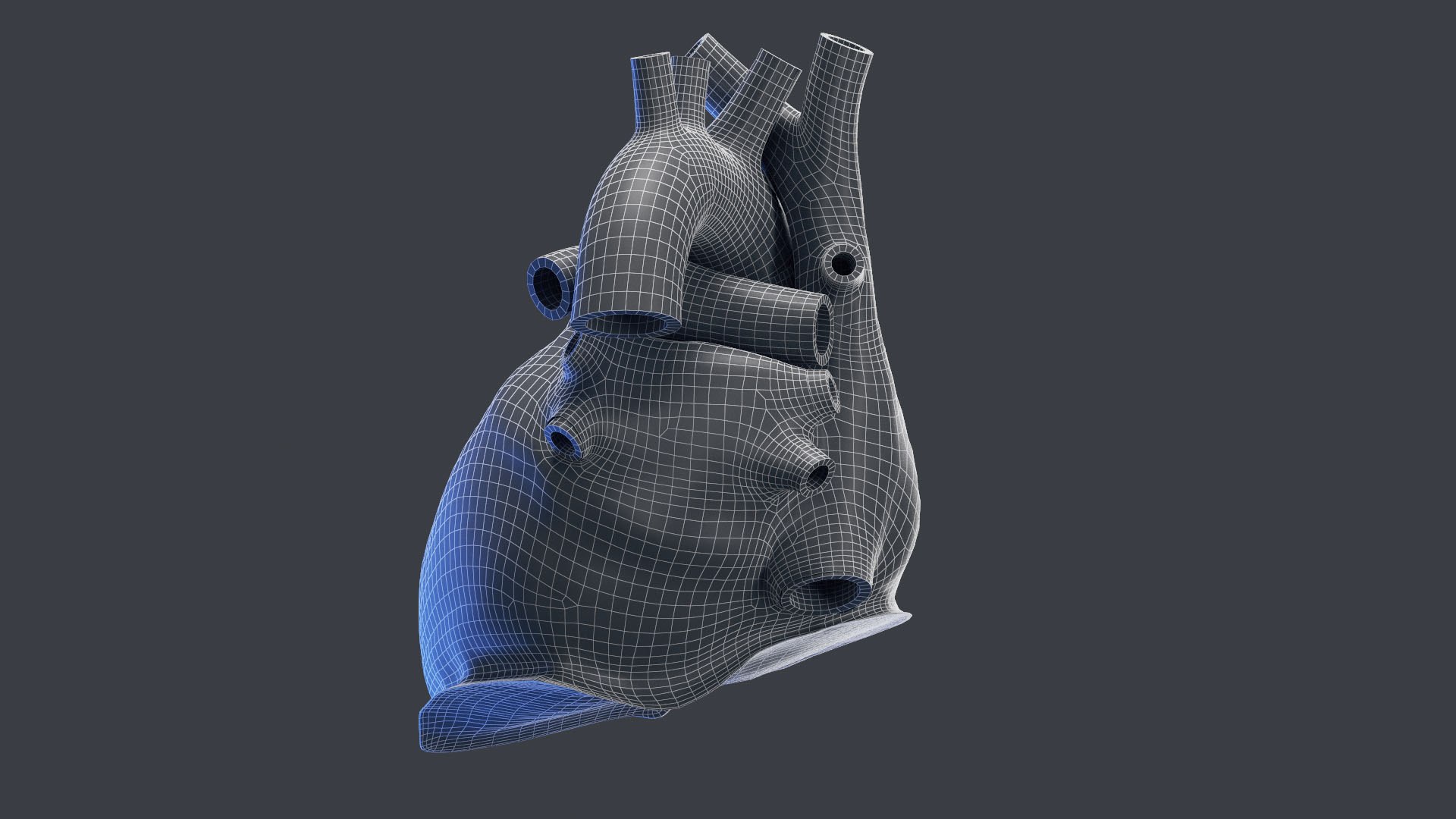 3D Medically accurate Human Heart - complete anatomy - TurboSquid 2021770