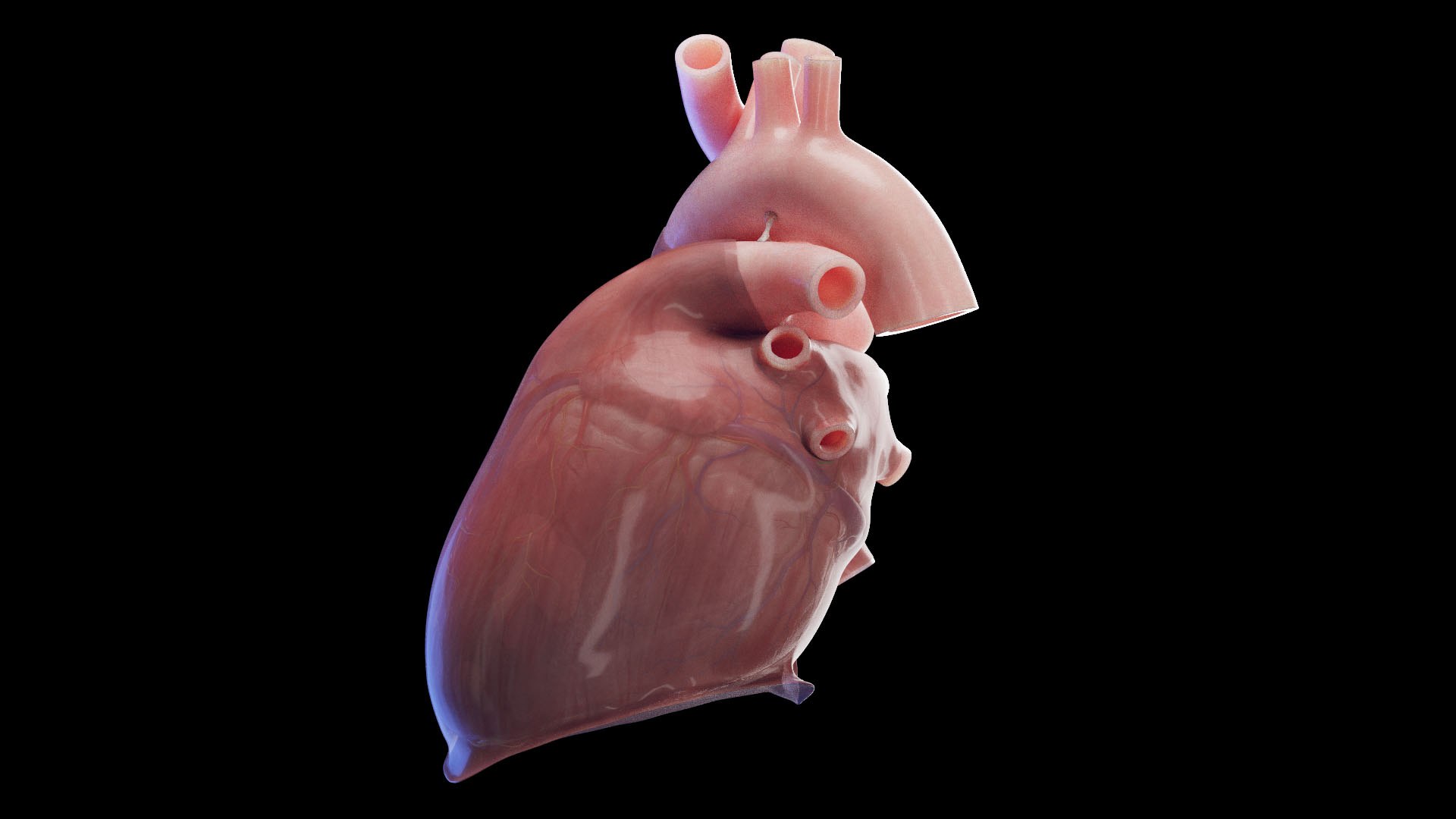 3D Medically accurate Human Heart - complete anatomy - TurboSquid 2021770
