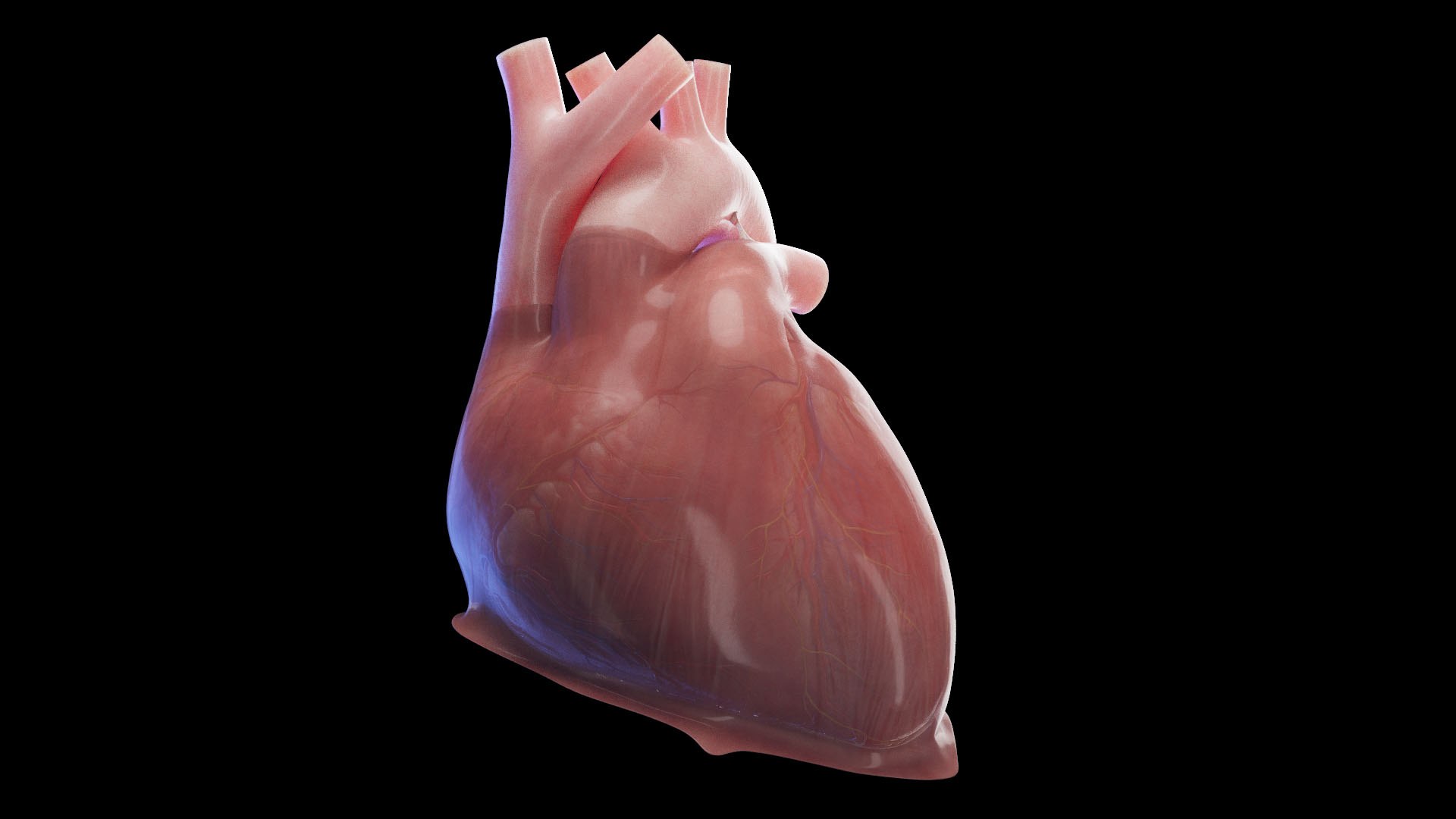 3D Medically accurate Human Heart - complete anatomy - TurboSquid 2021770