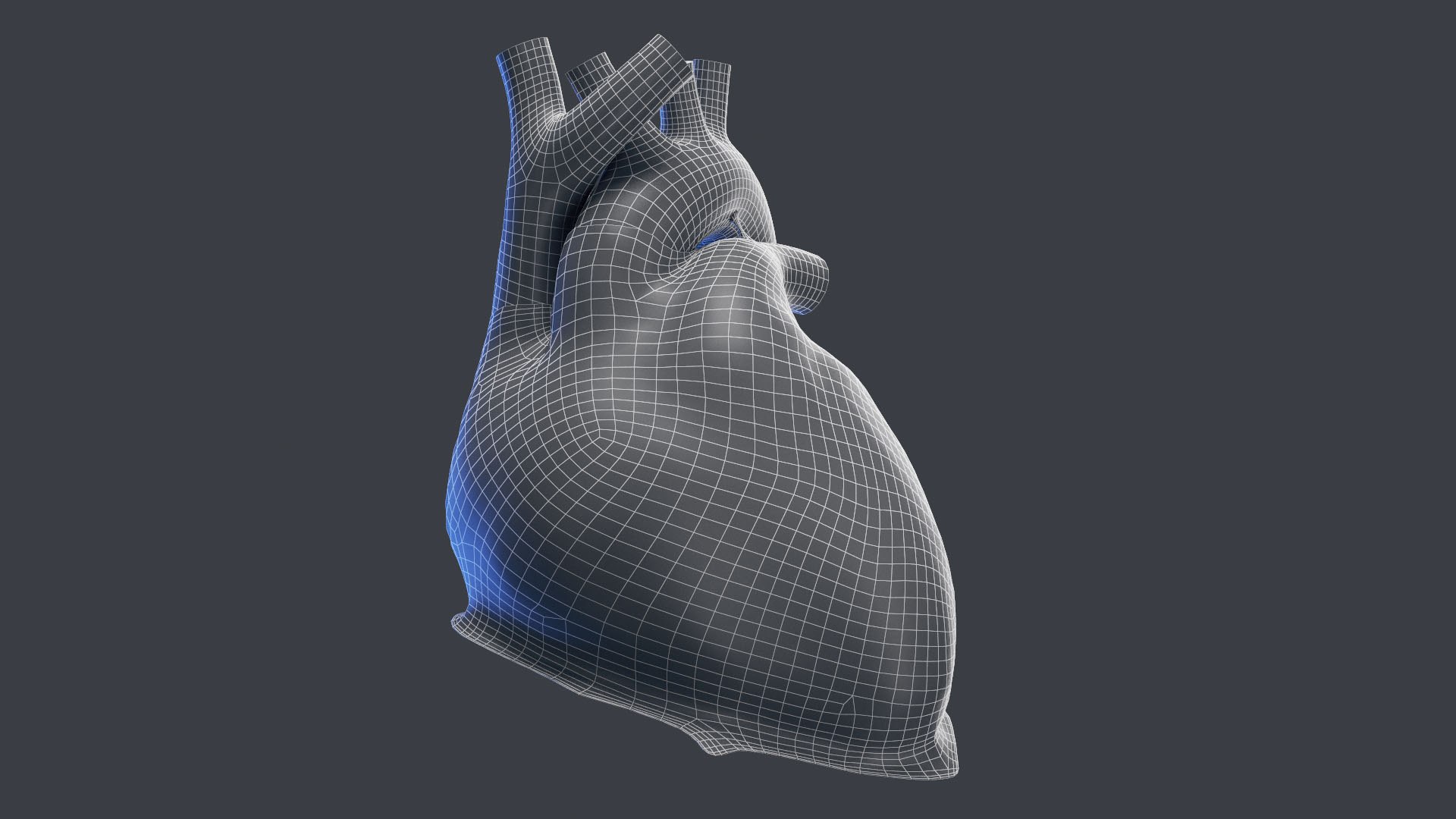 3D Medically accurate Human Heart - complete anatomy - TurboSquid 2021770