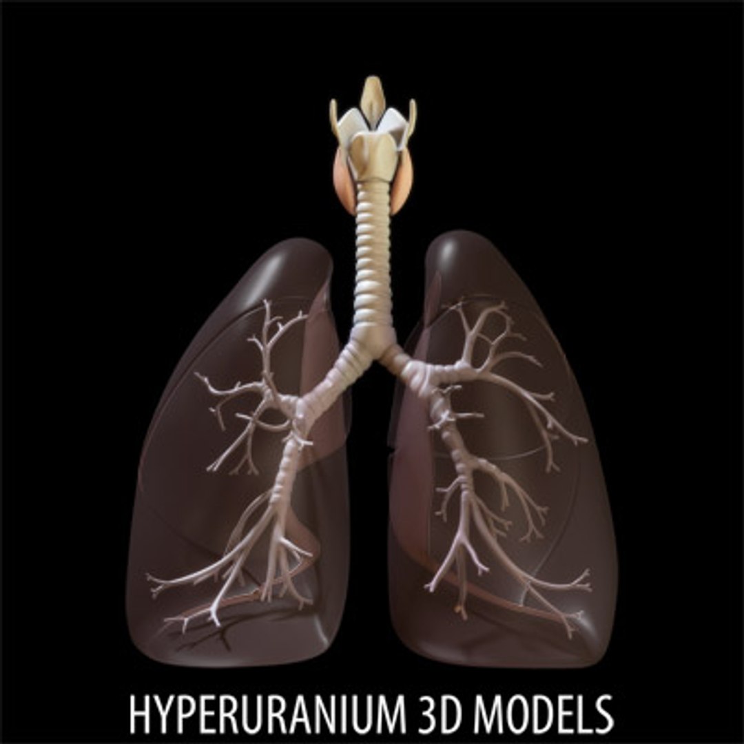 Respiratory Bronchus Windpipe 3d Model