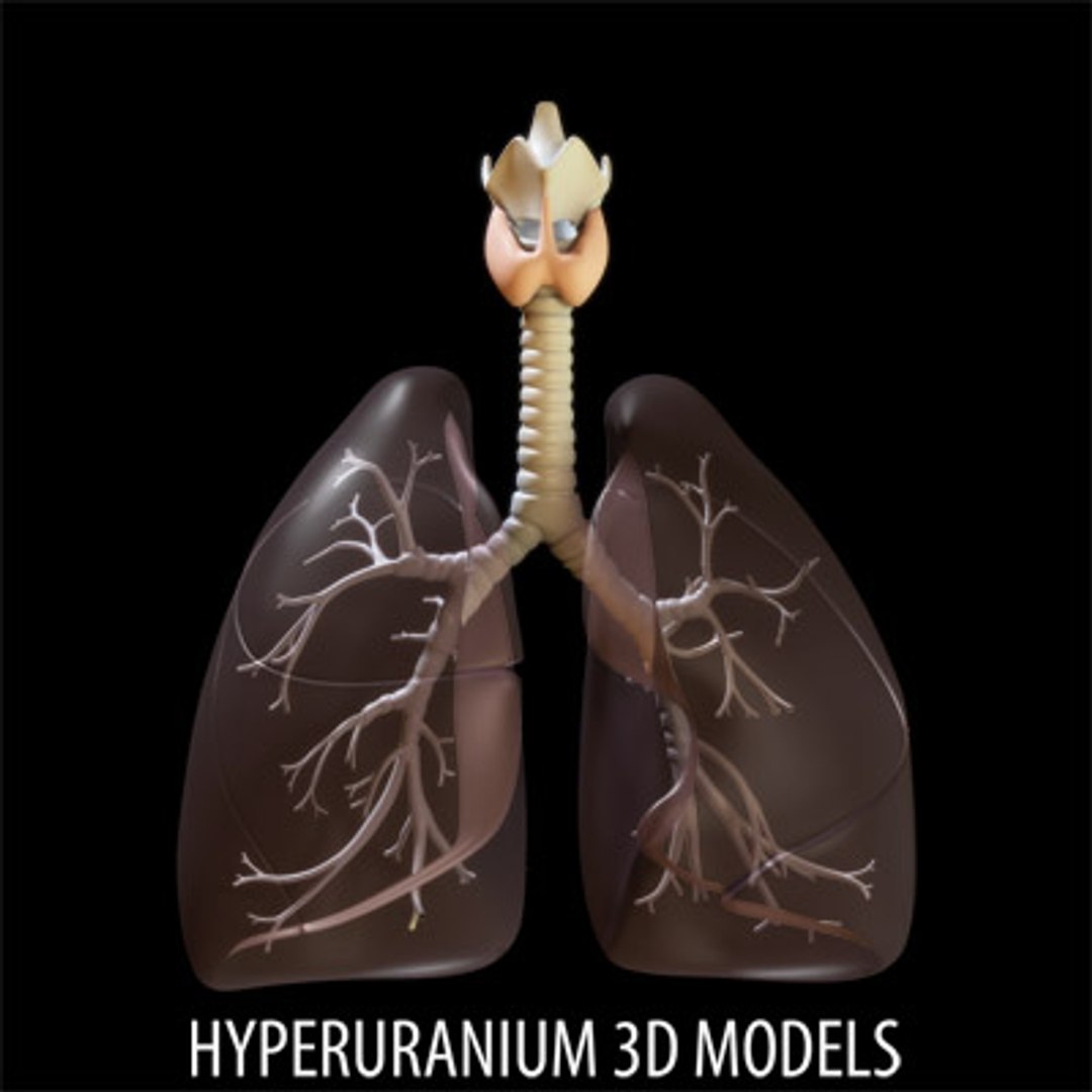Respiratory Bronchus Windpipe 3d Model