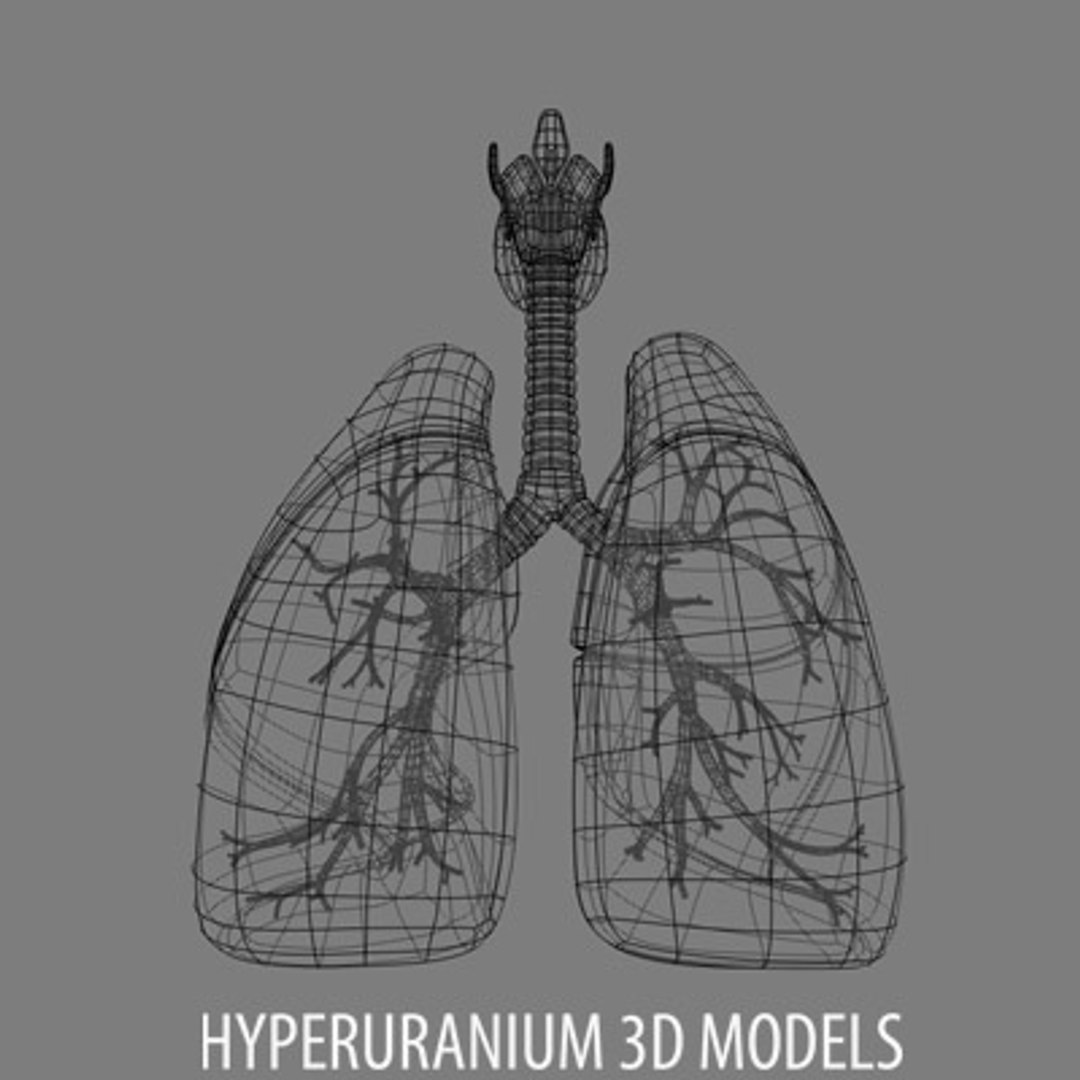 Respiratory Bronchus Windpipe 3d Model