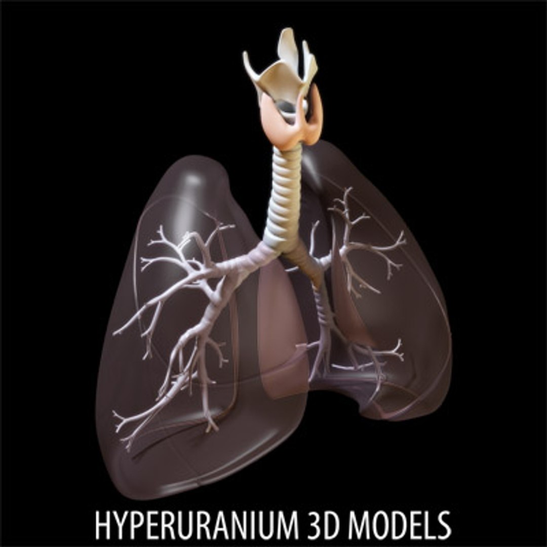 Respiratory Bronchus Windpipe 3d Model