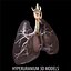 respiratory bronchus windpipe 3d model