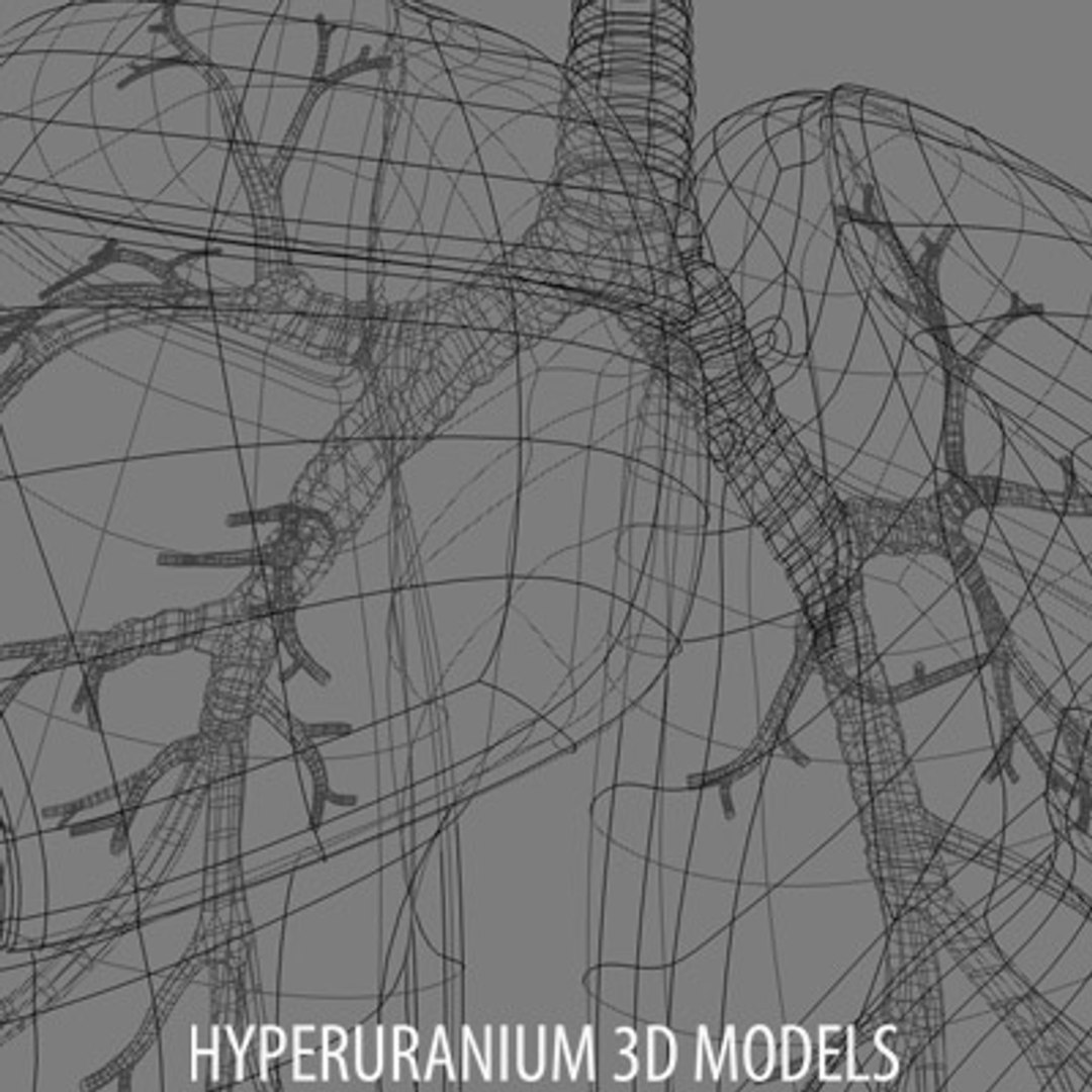 Respiratory Bronchus Windpipe 3d Model